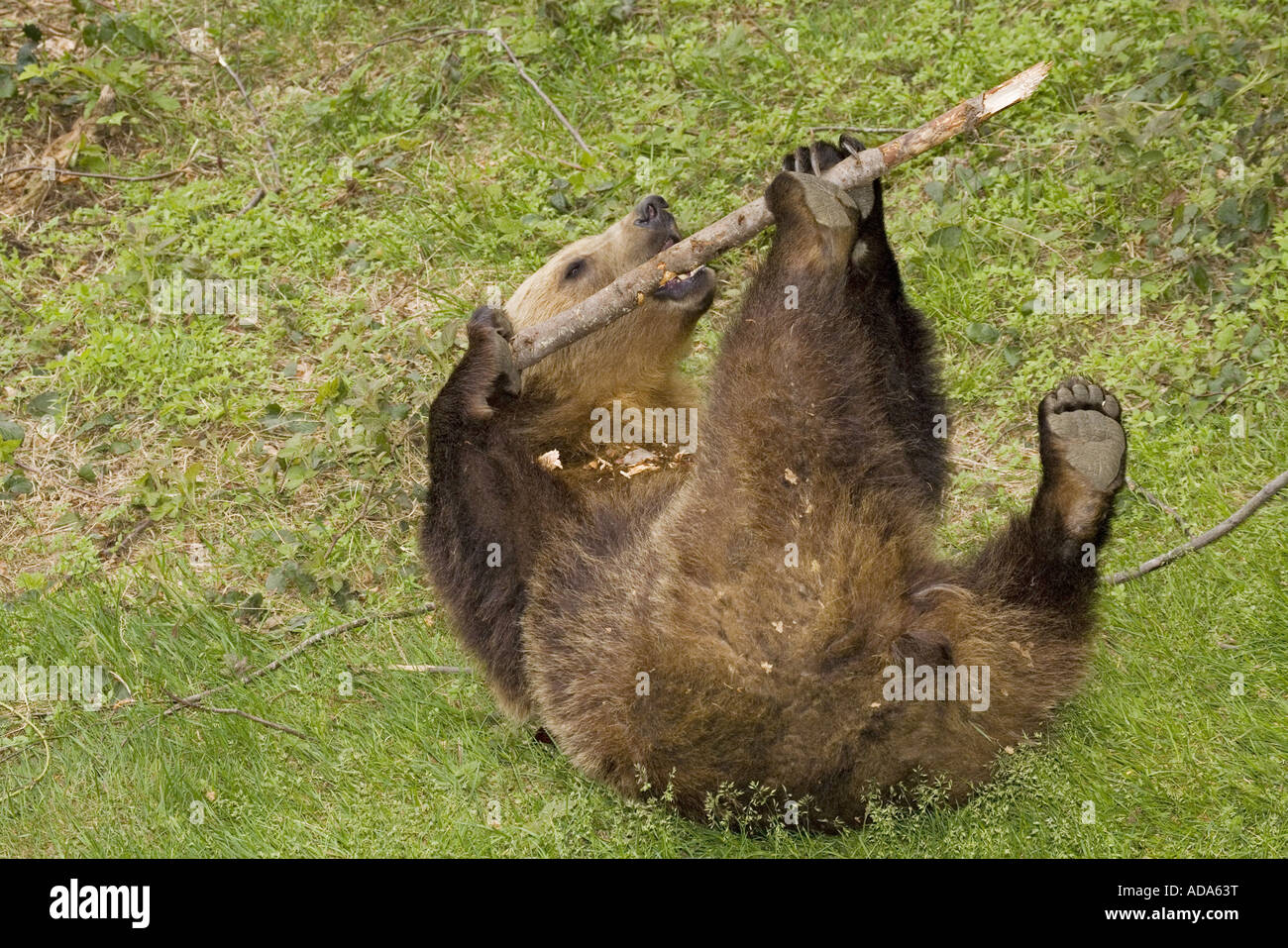 Bear paw pads hi-res stock photography and images - Alamy