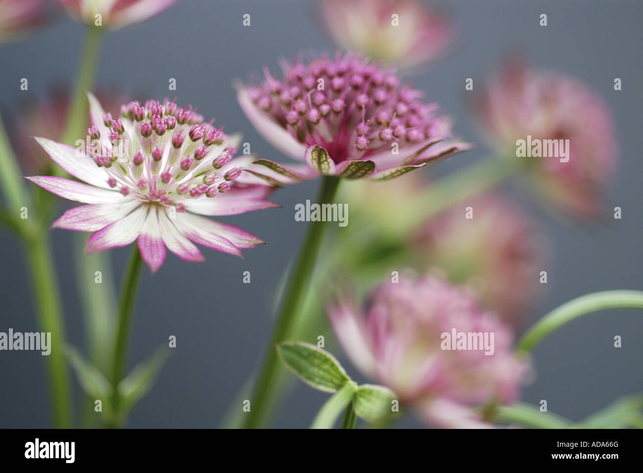 great masterwort (Astrantia maxima), inflorescence, widp Stock Photo ...