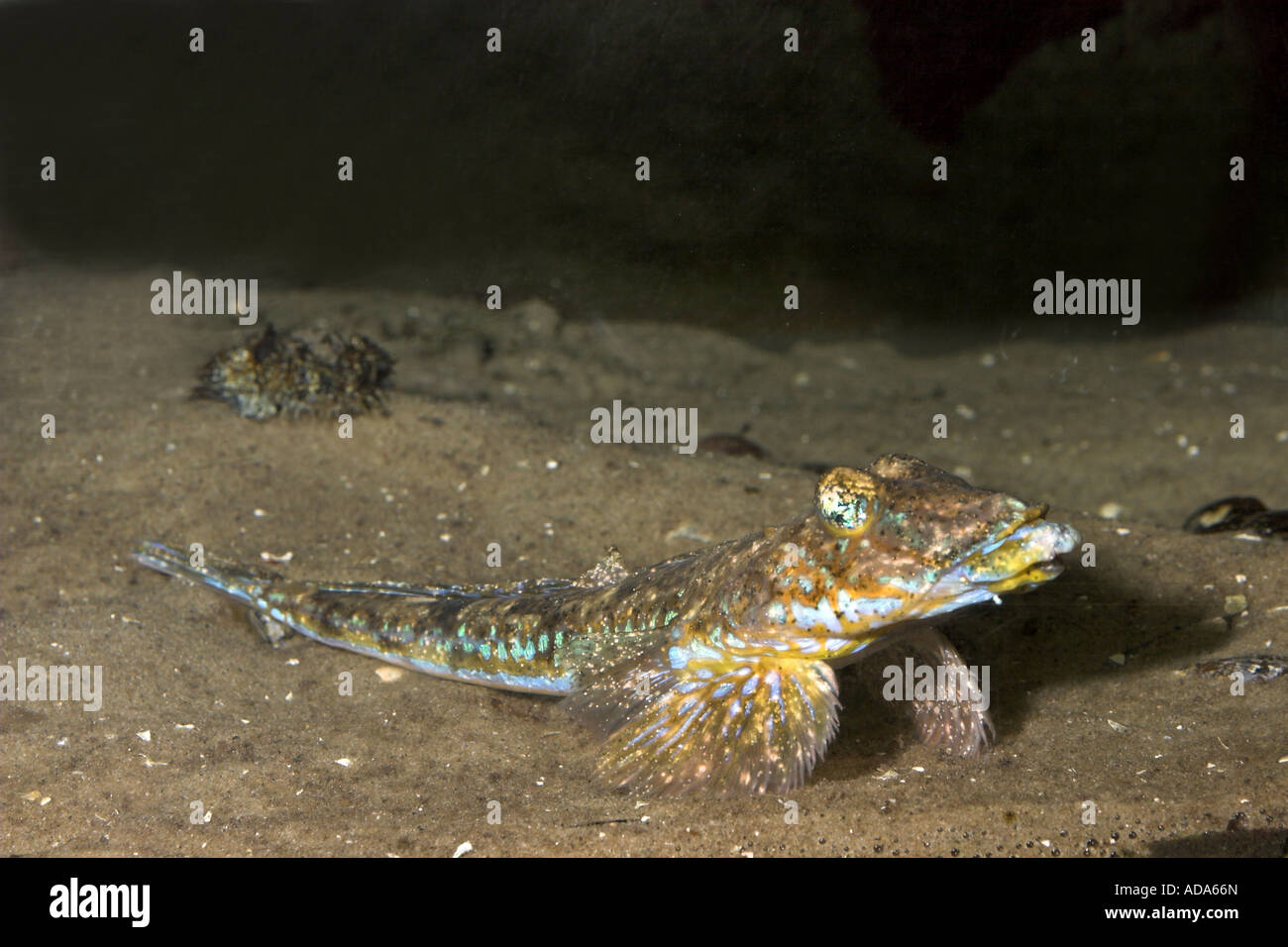 common dragonet (Callionymus lyra Stock Photo - Alamy