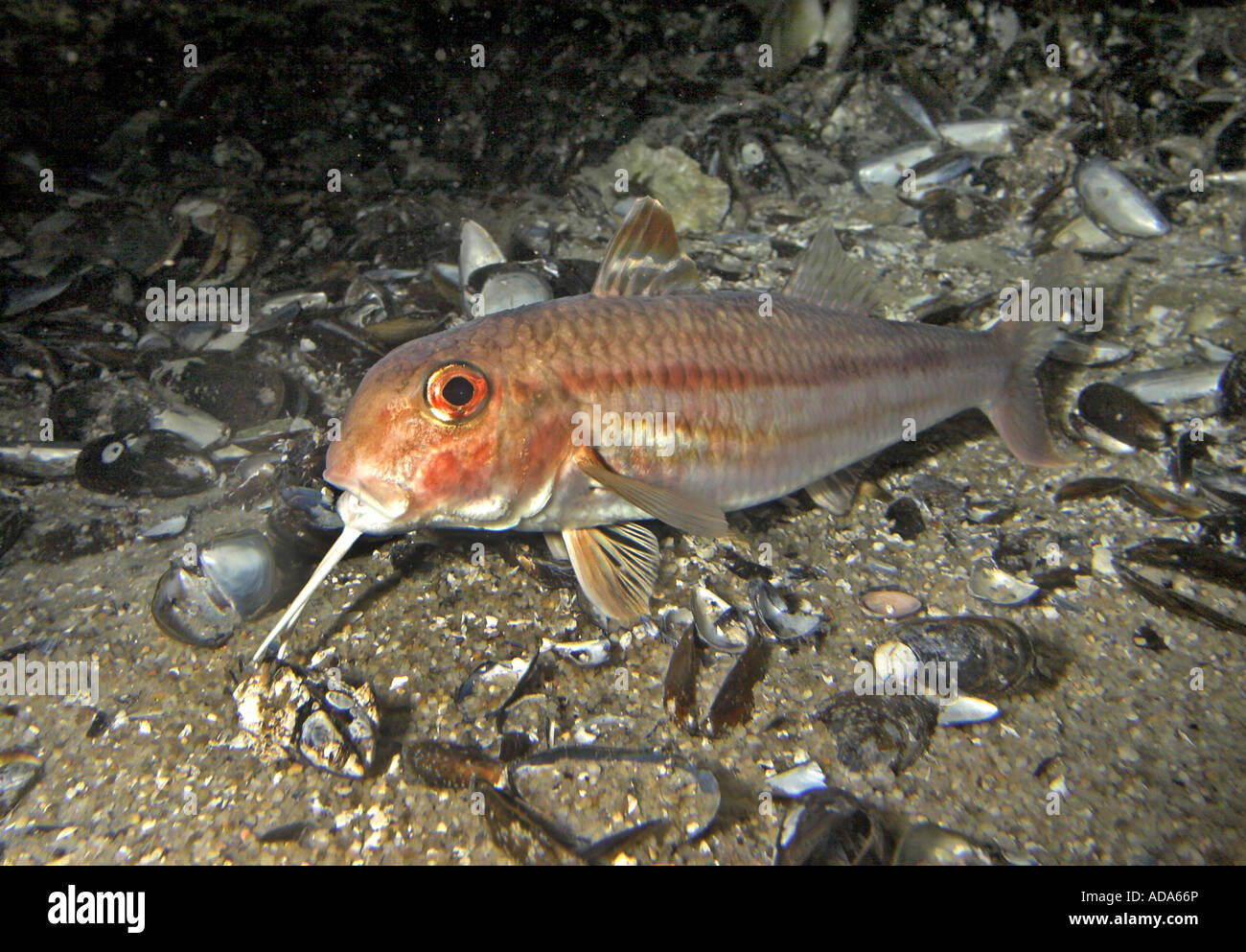 striped red mullet (Mullus surmuletus Stock Photo - Alamy