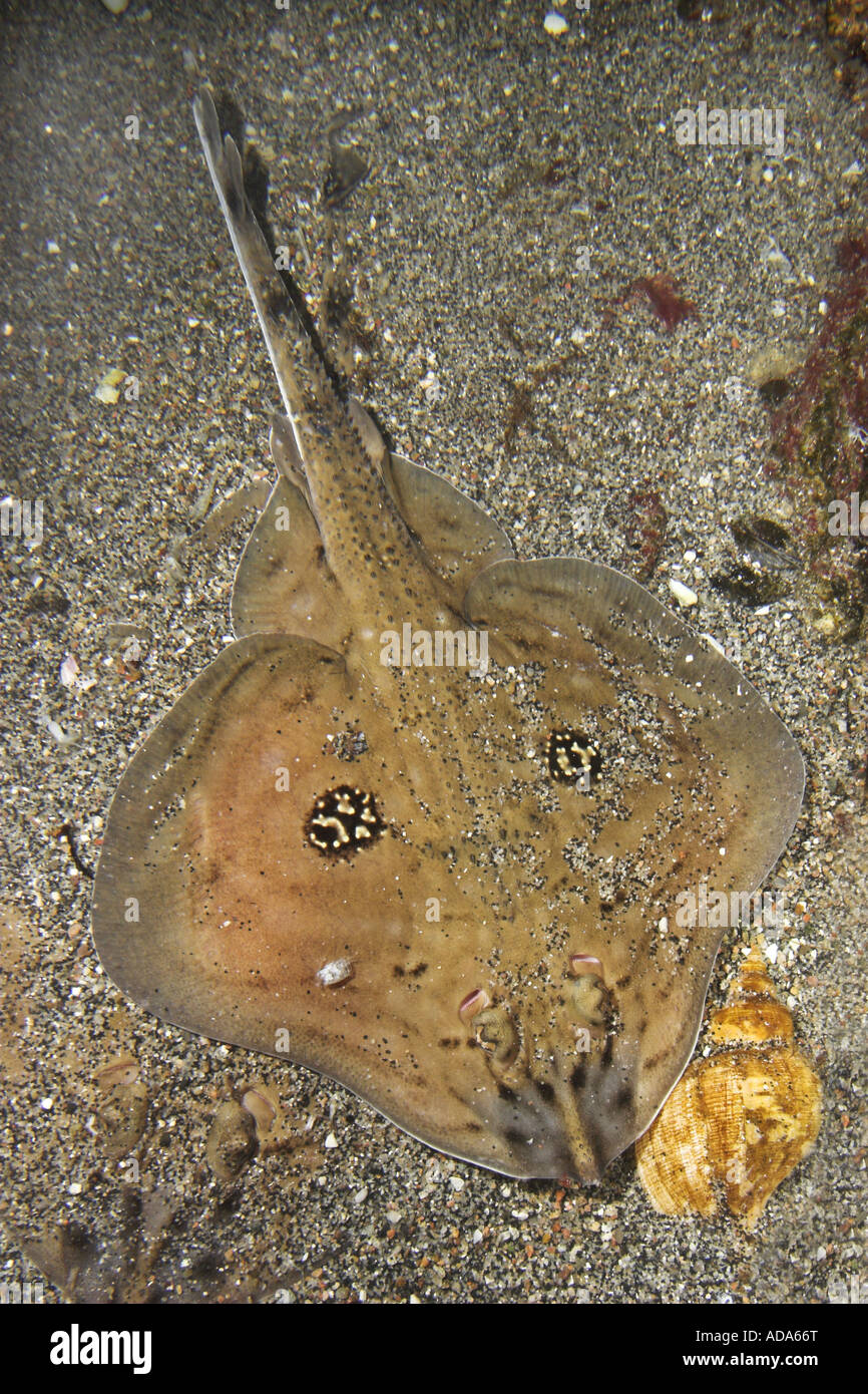 Cuckoo ray hi-res stock photography and images - Alamy