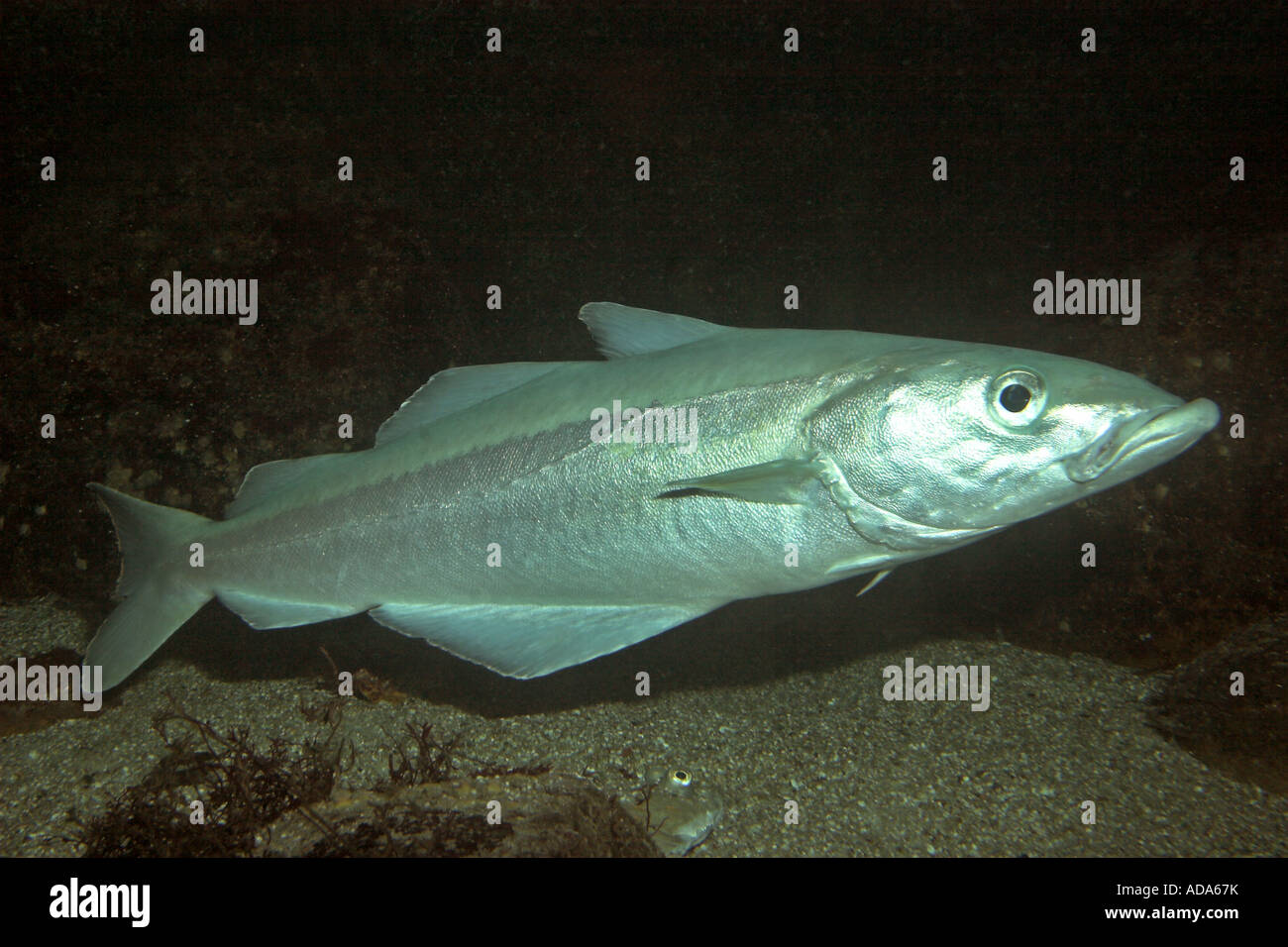 pollack (green pollack, pollack lythe) (Pollachius pollachius Stock ...