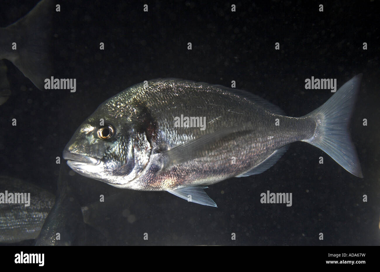 gilthead, gilthead seabream (Sparus aurata, Sparus auratus Stock Photo ...