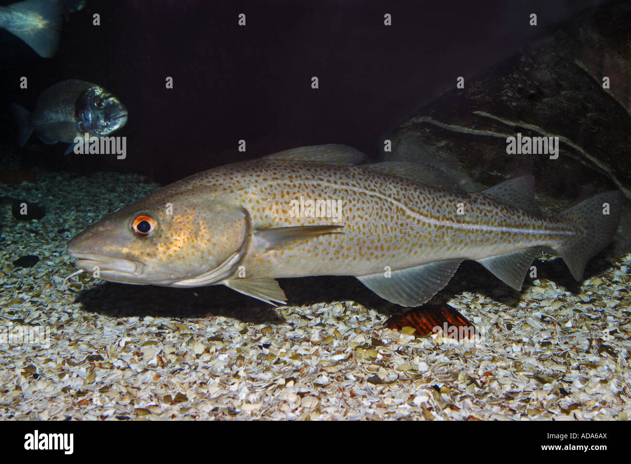 cod, Atlantic cod, codling (Gadus morhua Stock Photo - Alamy