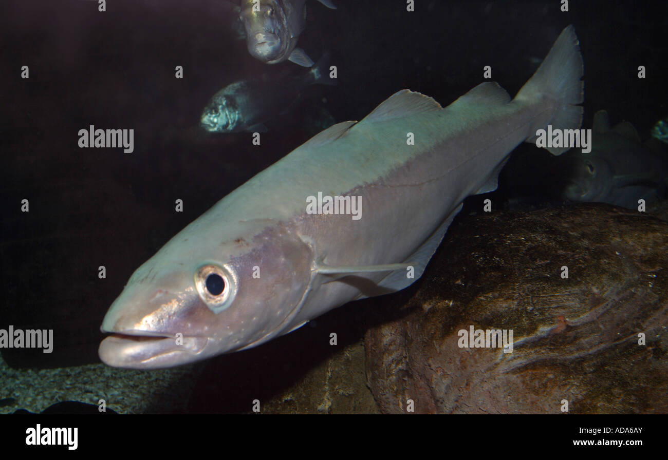 Pollack hi-res stock photography and images - Alamy