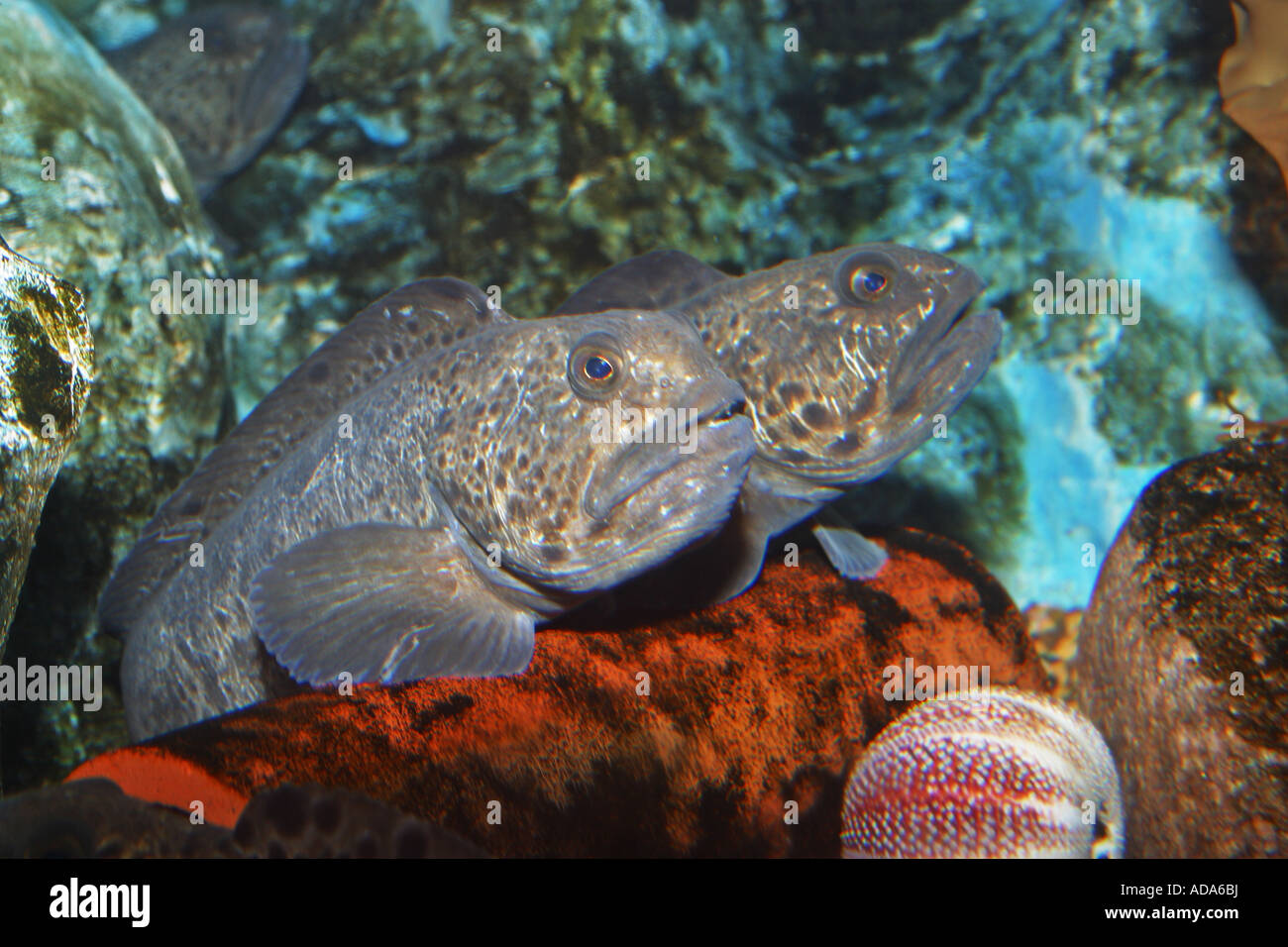 spotted wolffish, spotted sea-cat, spotted catfish, spotted cat ...