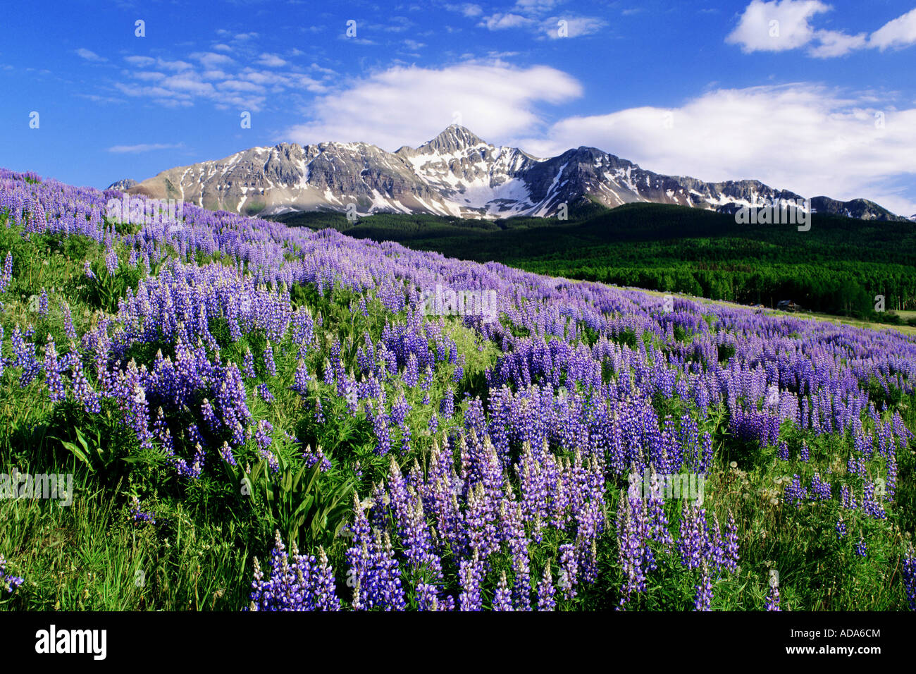 lupine (Lupinus spec.), lupine at Mt. Wilson, USA, Colorado, San Juan ...