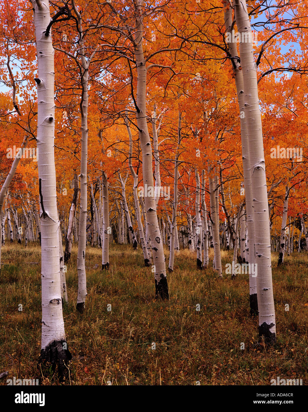 birch (Betula spec.), autumn coloured forest in Colorado, USA, Colorado ...