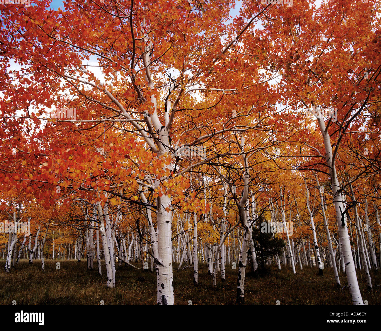 American white birch tree trunks hi-res stock photography and images ...