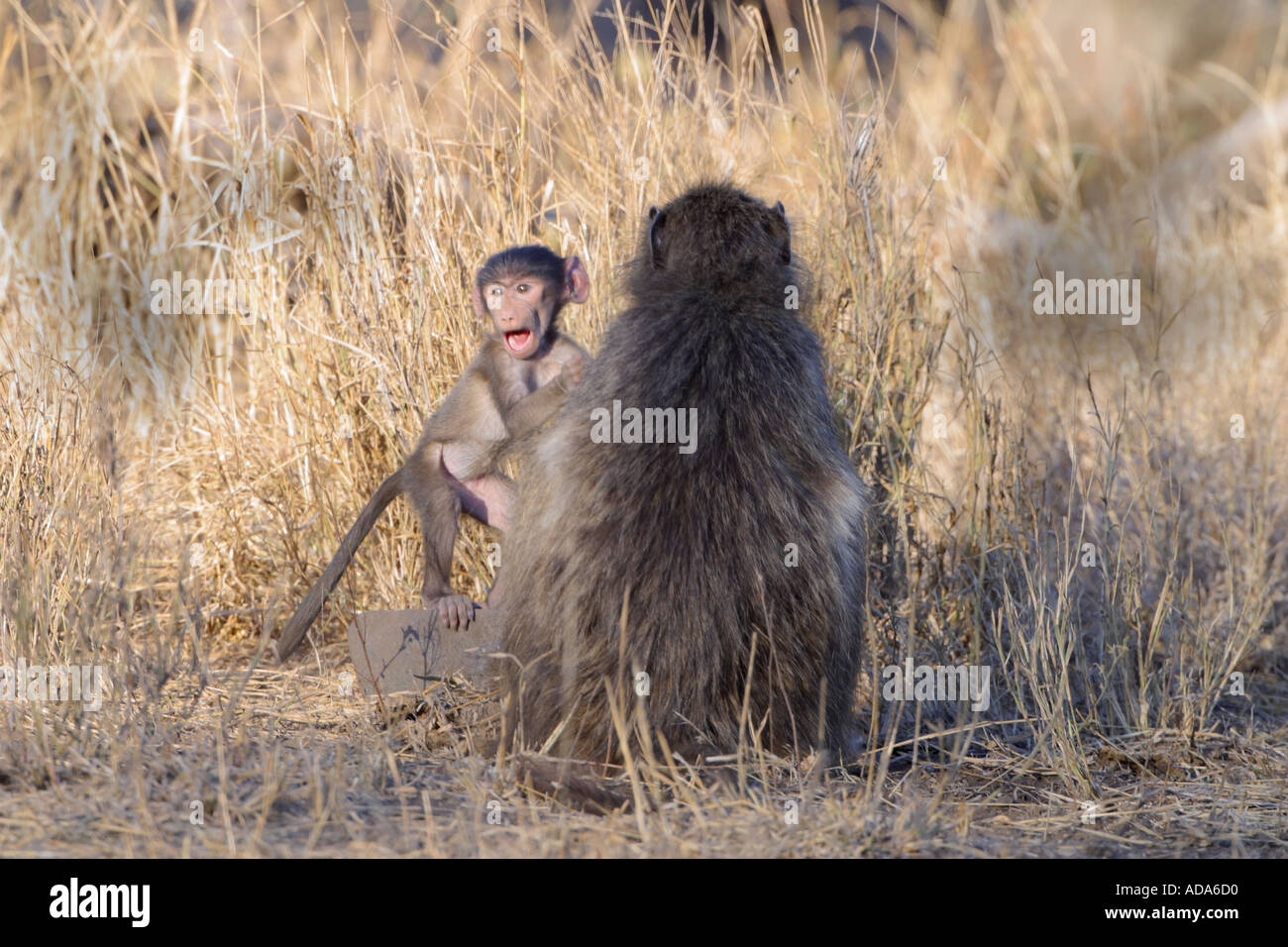 baboon with baby Stock Photo - Alamy