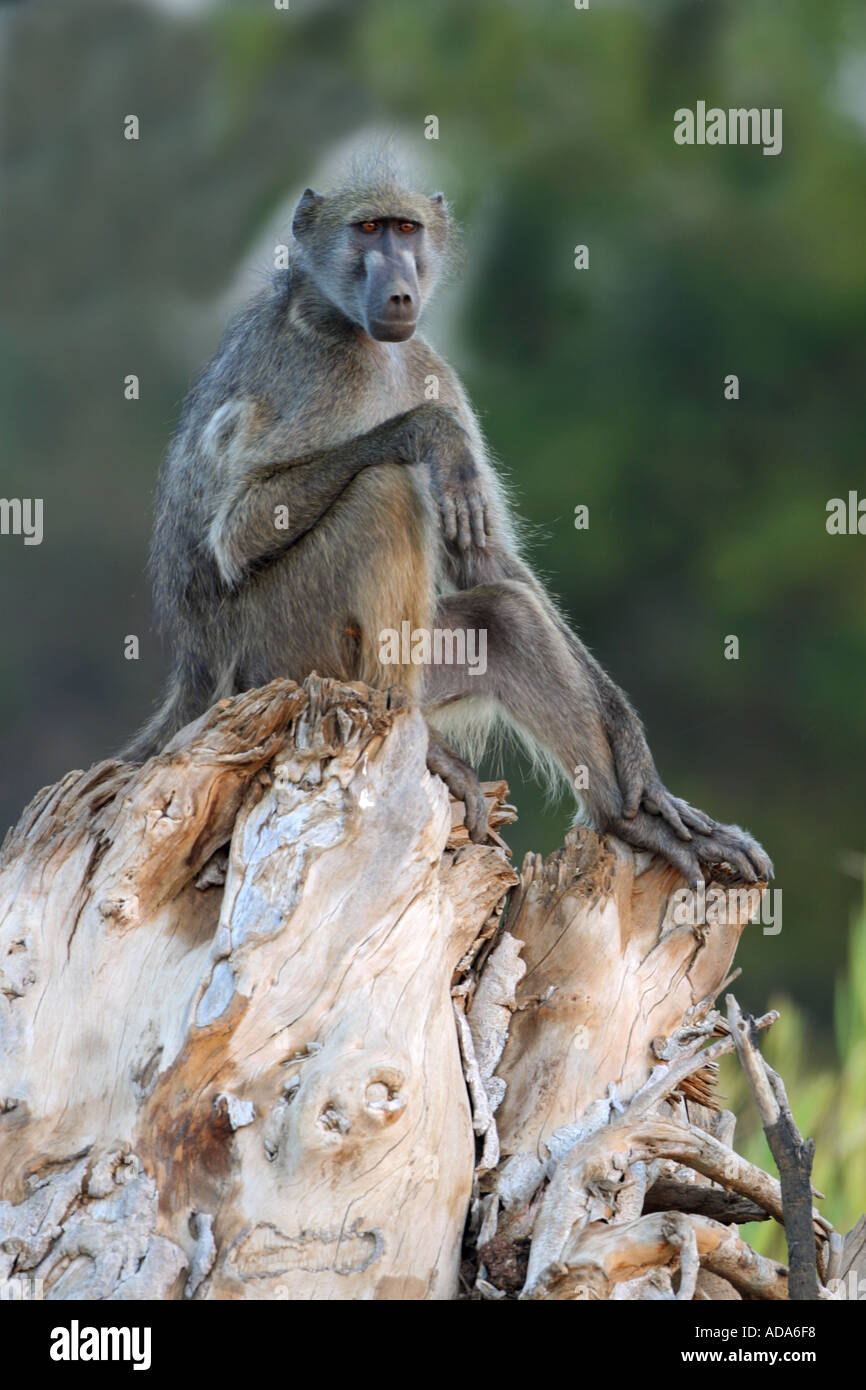 Tree stump wildlife hi-res stock photography and images - Alamy