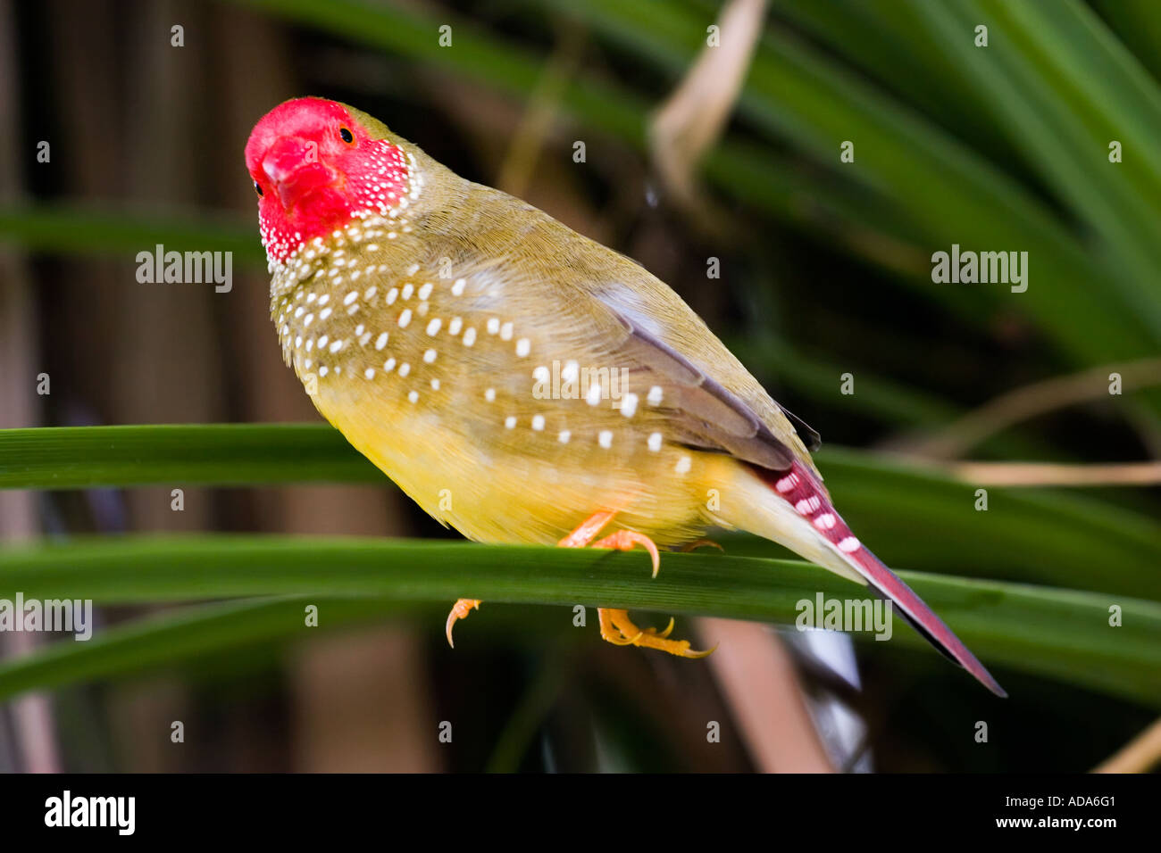 Double barred Finch (Taeniopygia bichenovii Stock Photo - Alamy