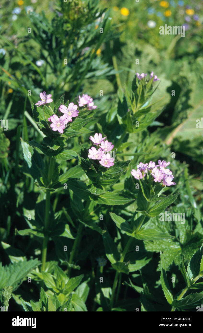 Oenotheraceae hi-res stock photography and images - Alamy