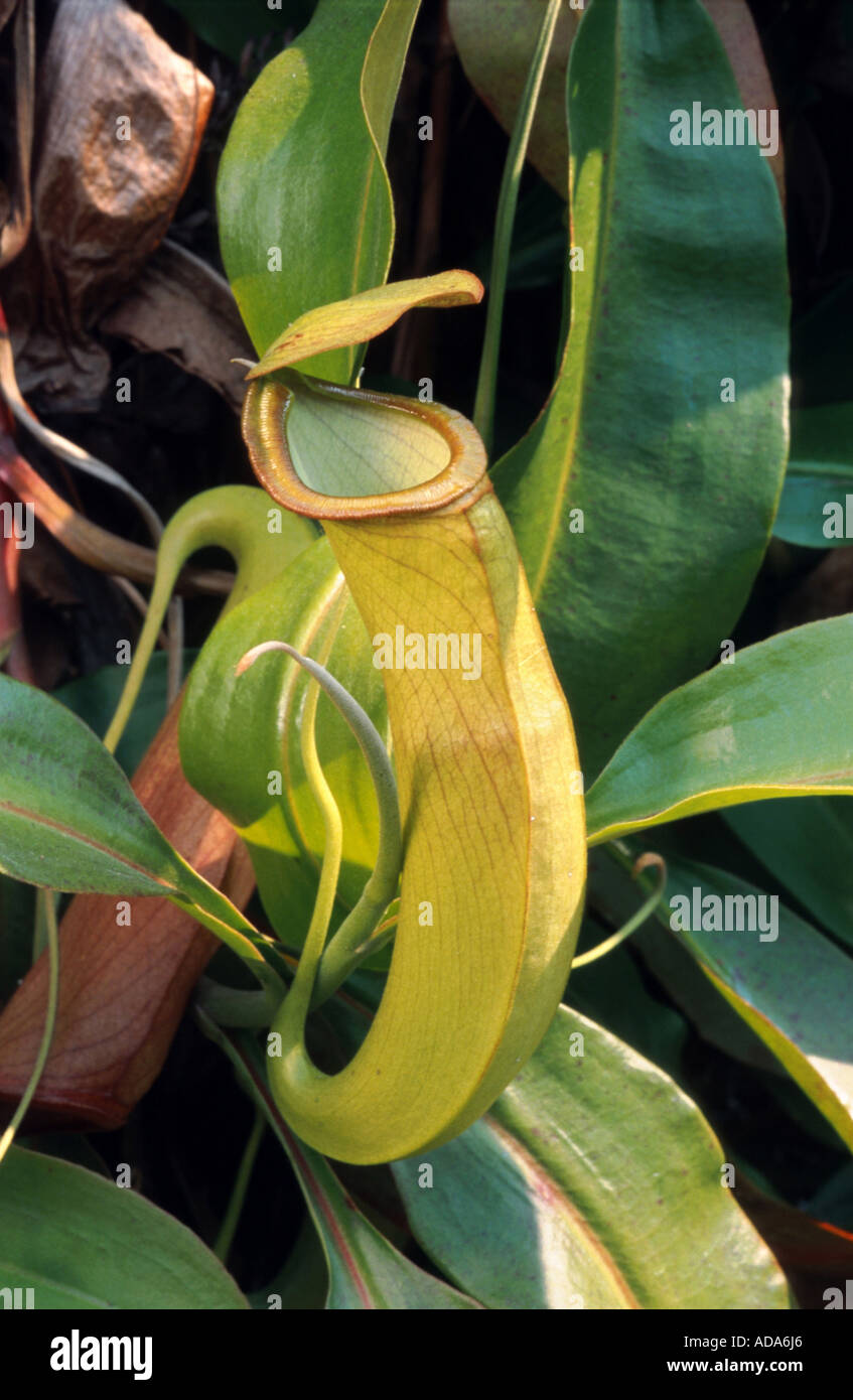 Carnivorous plant china hi-res stock photography and images - Alamy