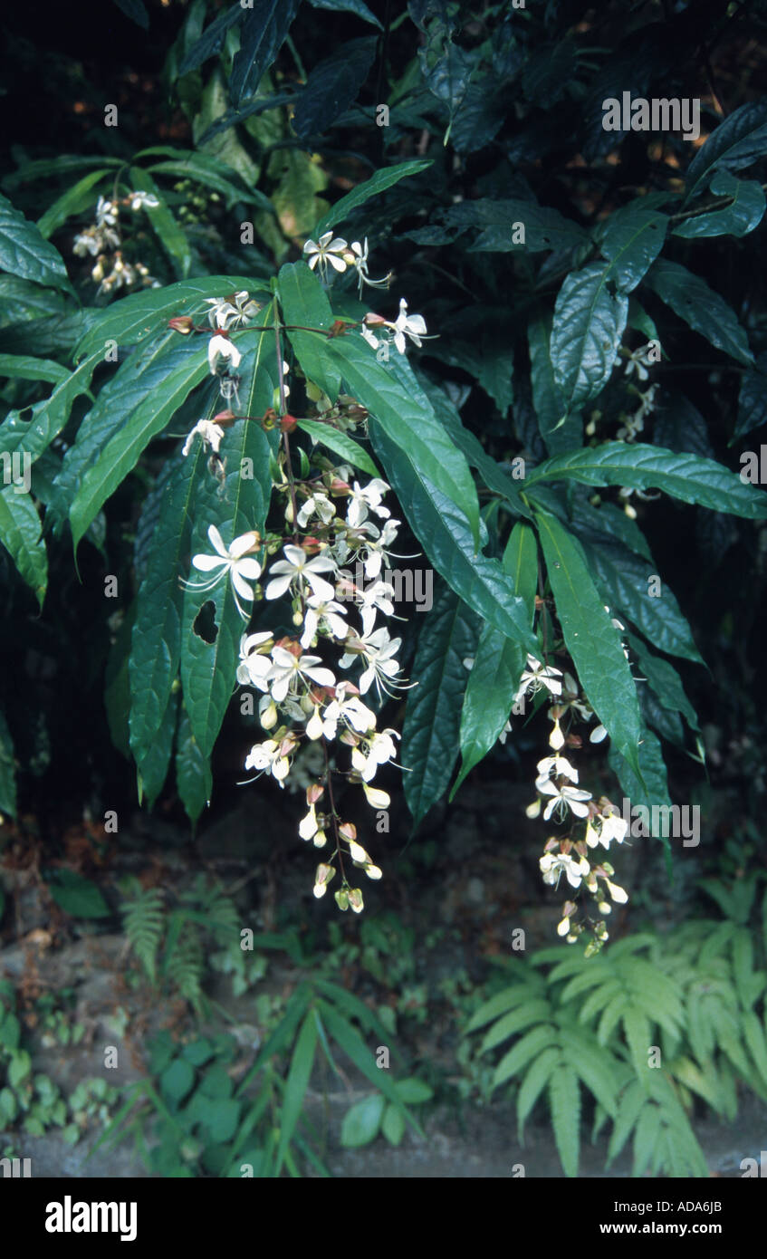 Wallich's glorybower, nodding clerodendrum (Clerodendrum wallichii ...