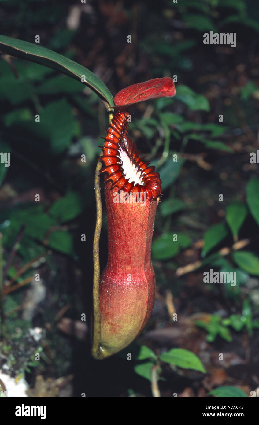 Pitcher plants kinabalu hi-res stock photography and images - Alamy