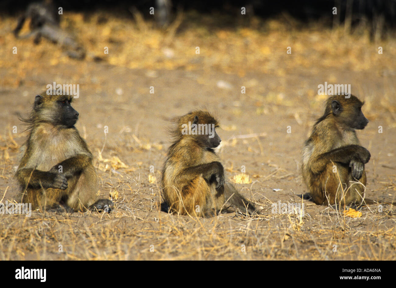 yellow baboon, savannah baboon (Papio cynocephalus), three youngs ...
