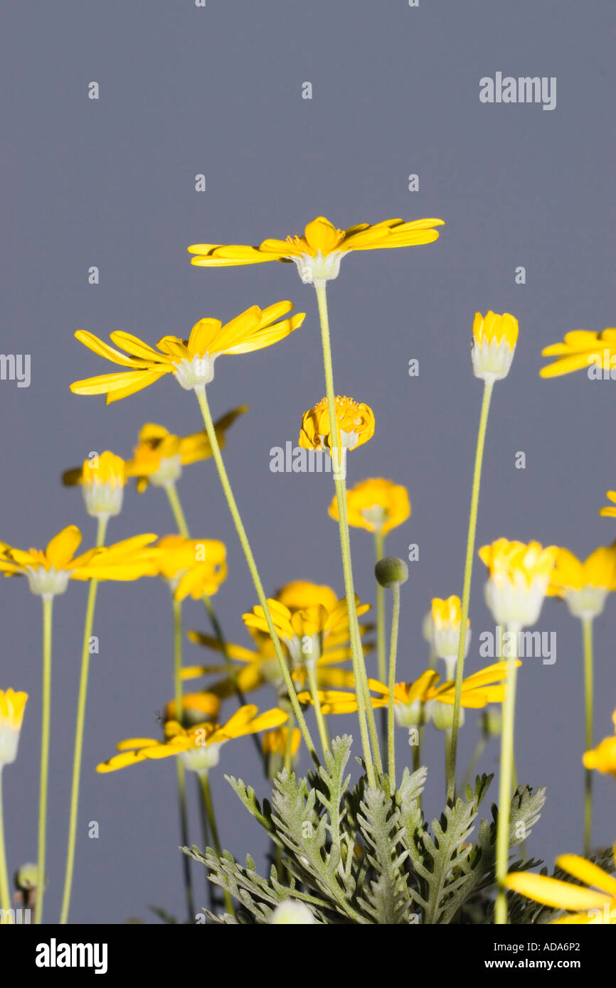 Grey leaved euryops hi-res stock photography and images - Alamy