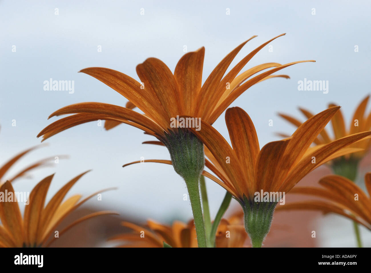African Daisy, Lavender African Daisy, Norlindh freeway daisy ...