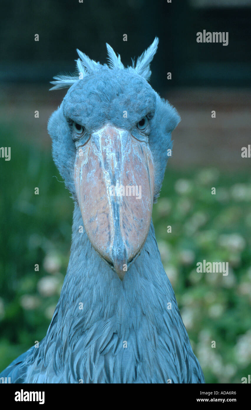 whale-headed stork (Balaeniceps rex), portrait Stock Photo - Alamy