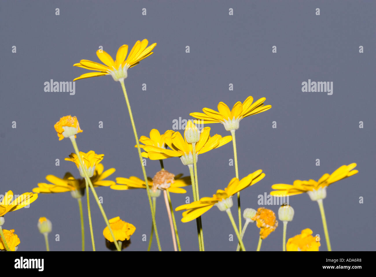 Grey Leaved Euryops High Resolution Stock Photography and Images - Alamy