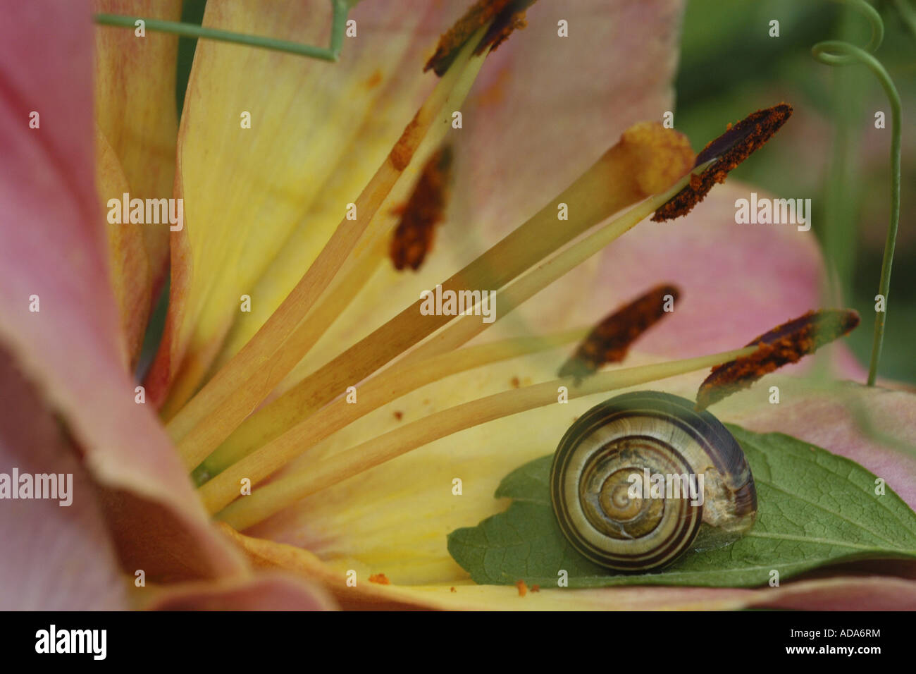 lily (Lilium spec.), Snail Shell in a Lilyblossom Stock Photo - Alamy