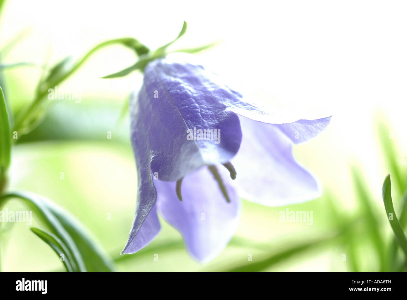 peach-leaved bellflower (Campanula persicifolia), single flower ...