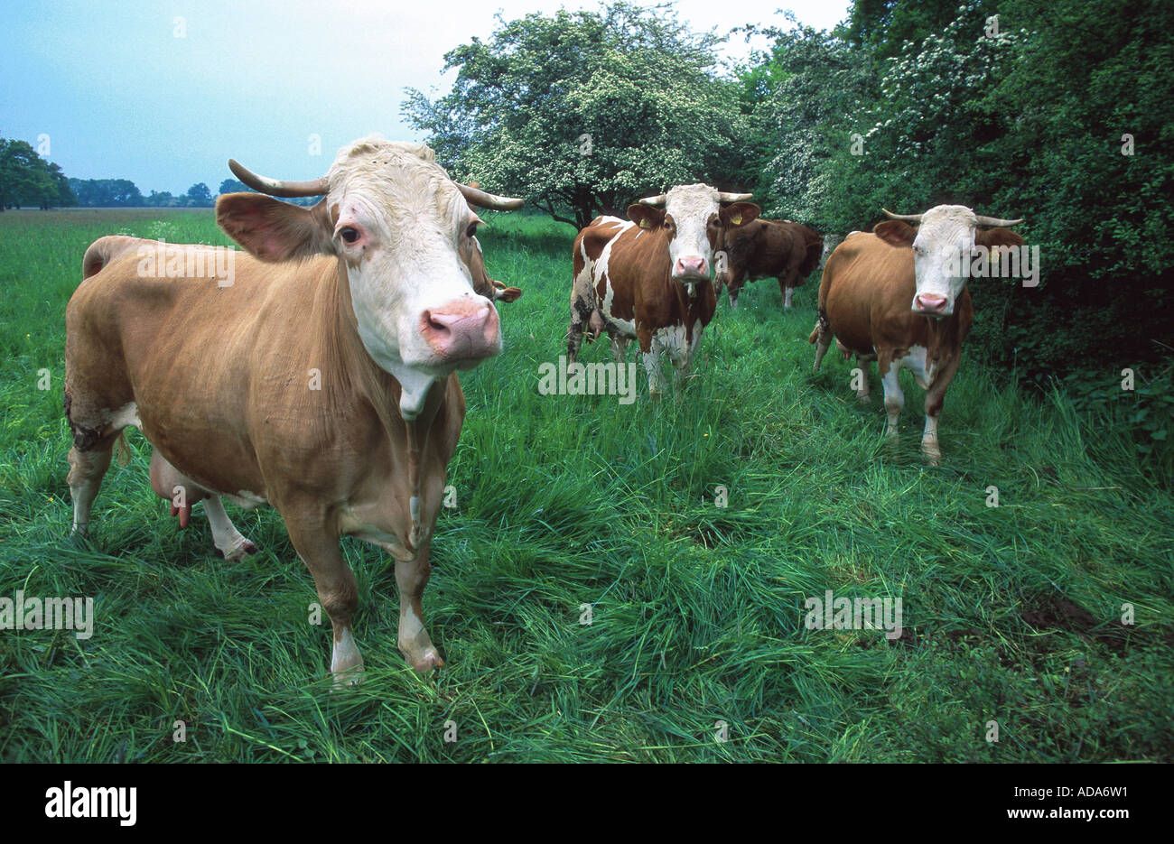domestic cattle (Bos primigenius f. taurus), dairy cows on willow Stock ...