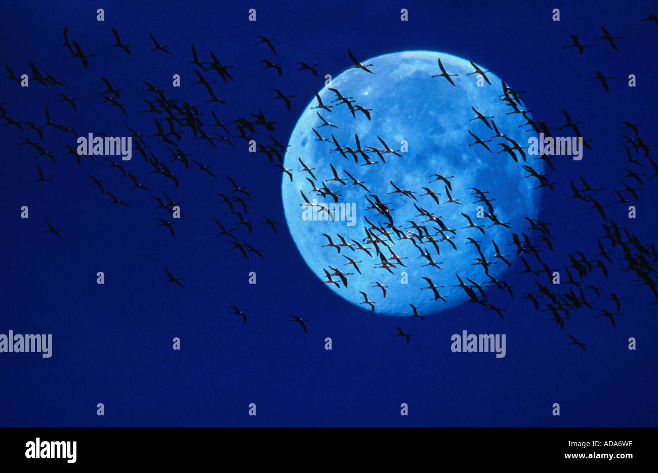 greater flamingo (Phoenicopterus ruber), great swarm against full moon ...