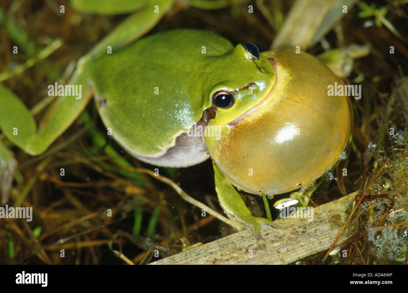 Common frog with inflated vocal sac hi-res stock photography and images ...