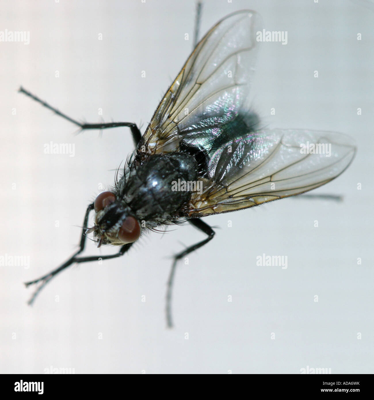 house fly (Musca domestica), macro shot Stock Photo - Alamy