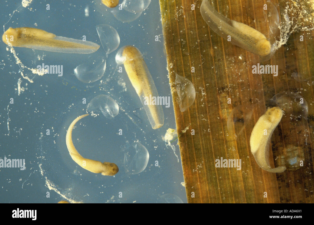 Tadpole Hatching Stock Photos & Tadpole Hatching Stock Images - Alamy