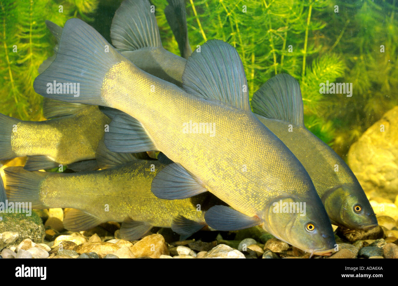 Dorsal side group hi-res stock photography and images - Alamy