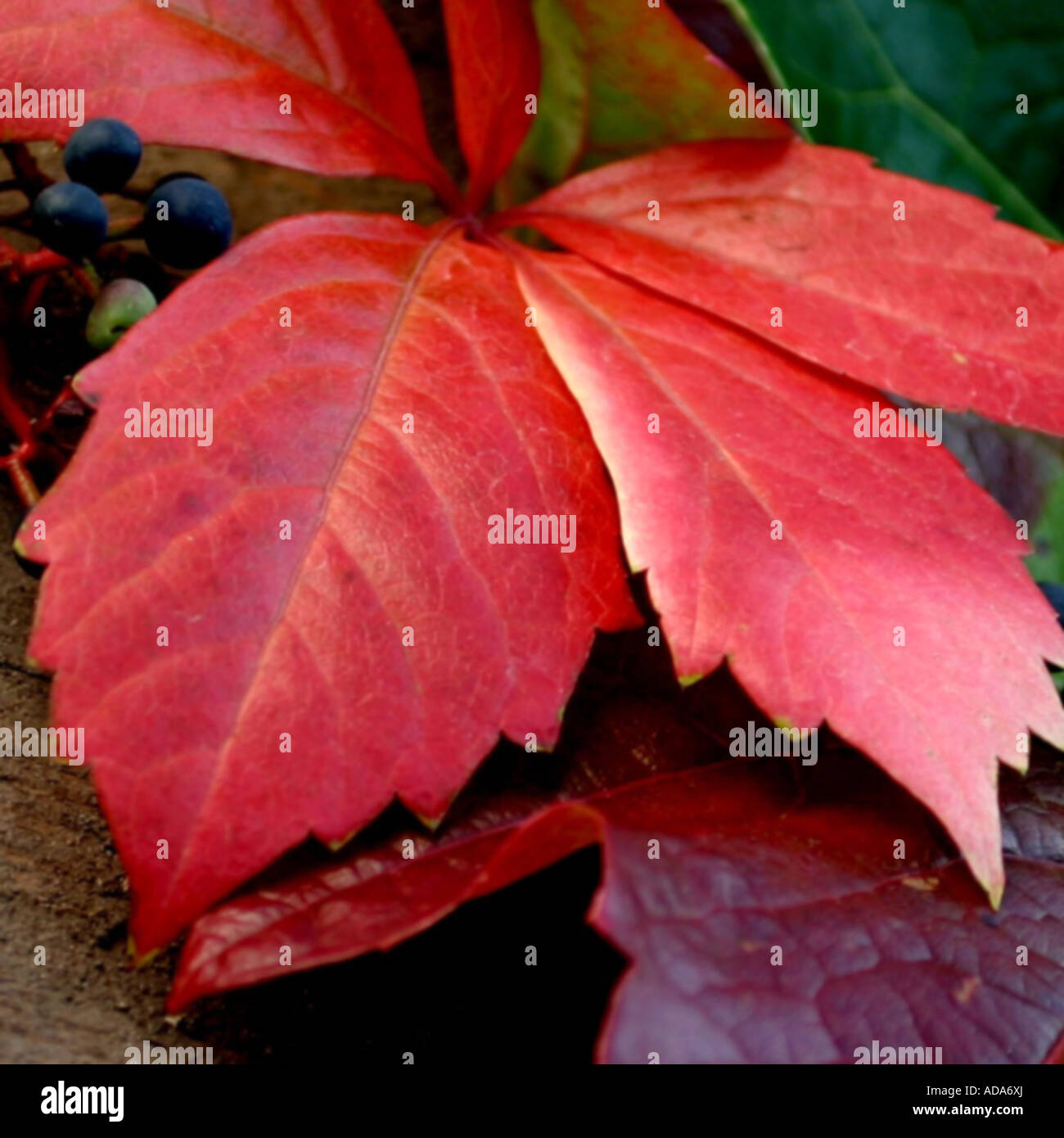 false Virginia-creeper (Parthenocissus inserta), leaves in autumn ...