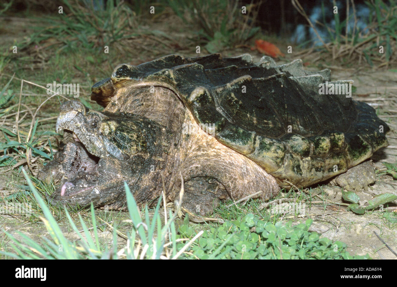 snapping turtle, American snapping turtle (Chelydra serpentina), moth ...