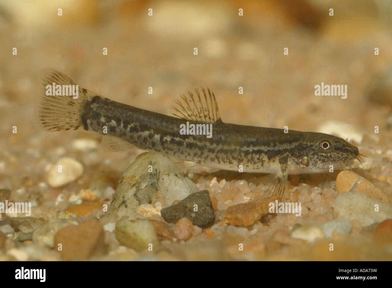 loach gobies (Rhyacichthyidae), from the Page Cay River, Turkey, East ...