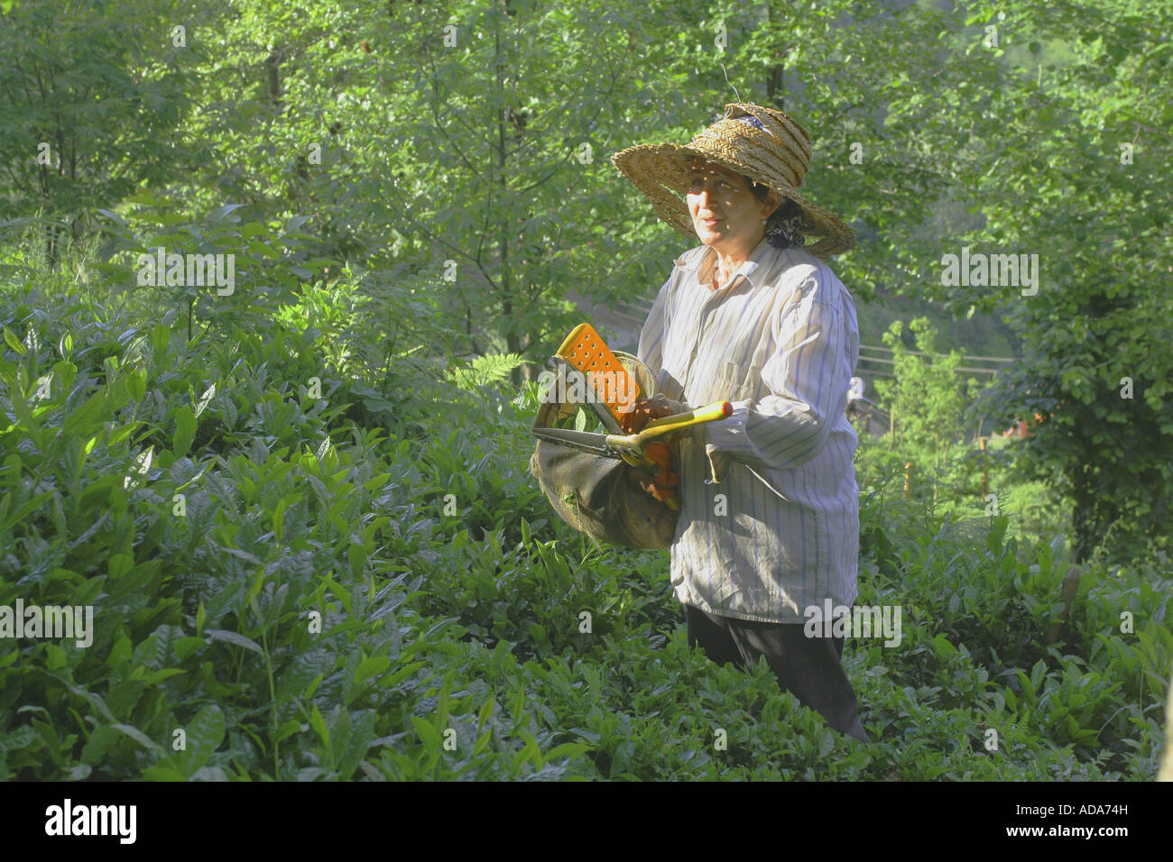 Tea picking family hi-res stock photography and images - Alamy