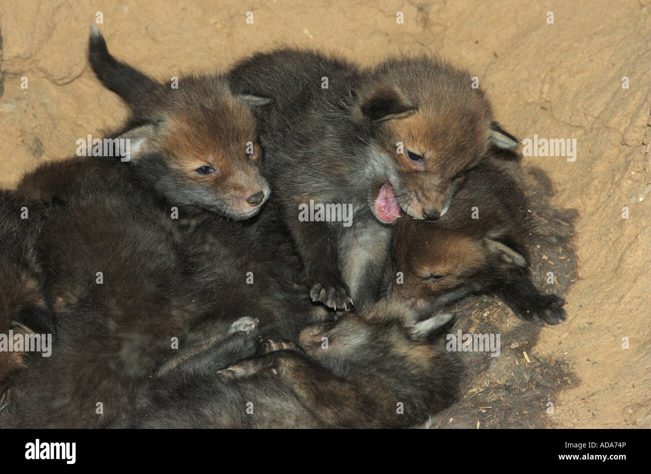 red fox (Vulpes vulpes), four weeks old juveniles in the den, Germany ...