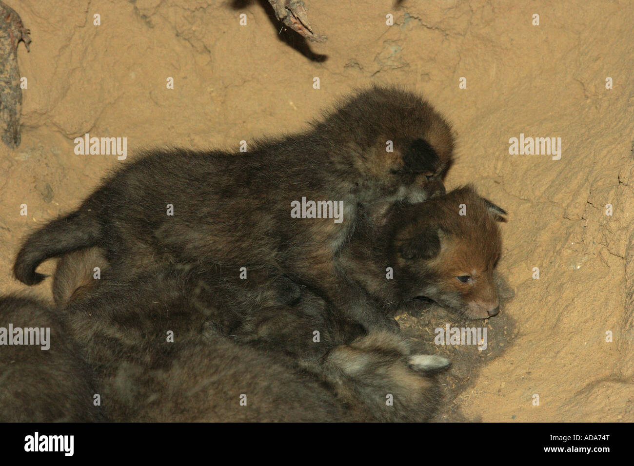 red fox (Vulpes vulpes), four weeks old juveniles in the den, Germany ...