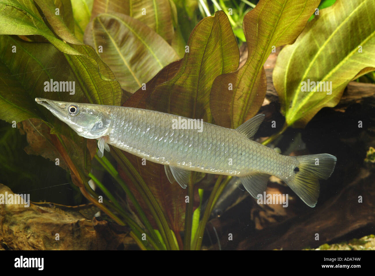 African pike characins, hepsetids (Ctenolucius hujeta), female 150 mm ...