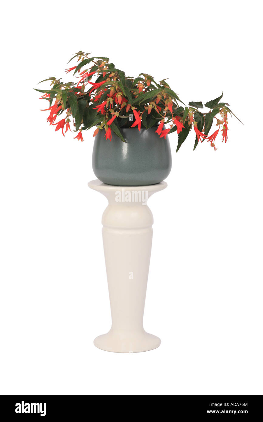 Bolivian begonia (Begonia 'Bonfire', Begonia 'Bonfire', Begonia ...