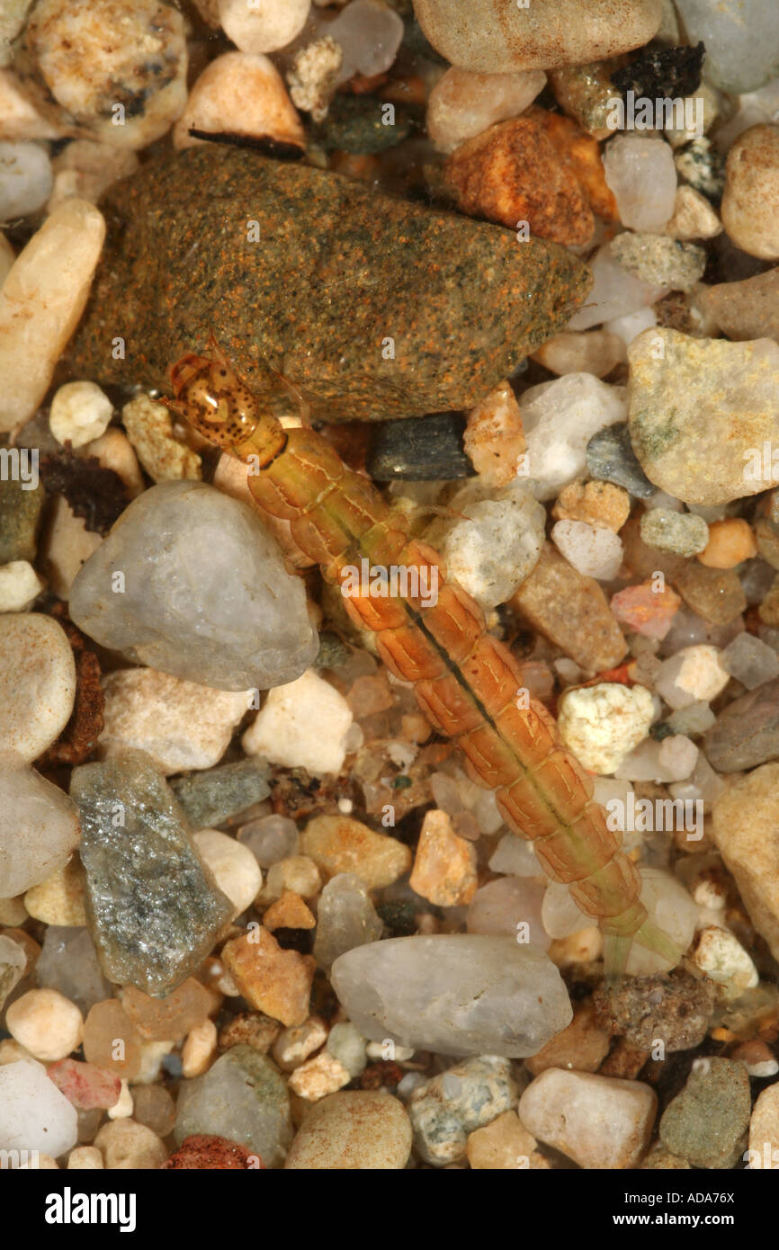 Neureclipsis bimaculata hi-res stock photography and images - Alamy