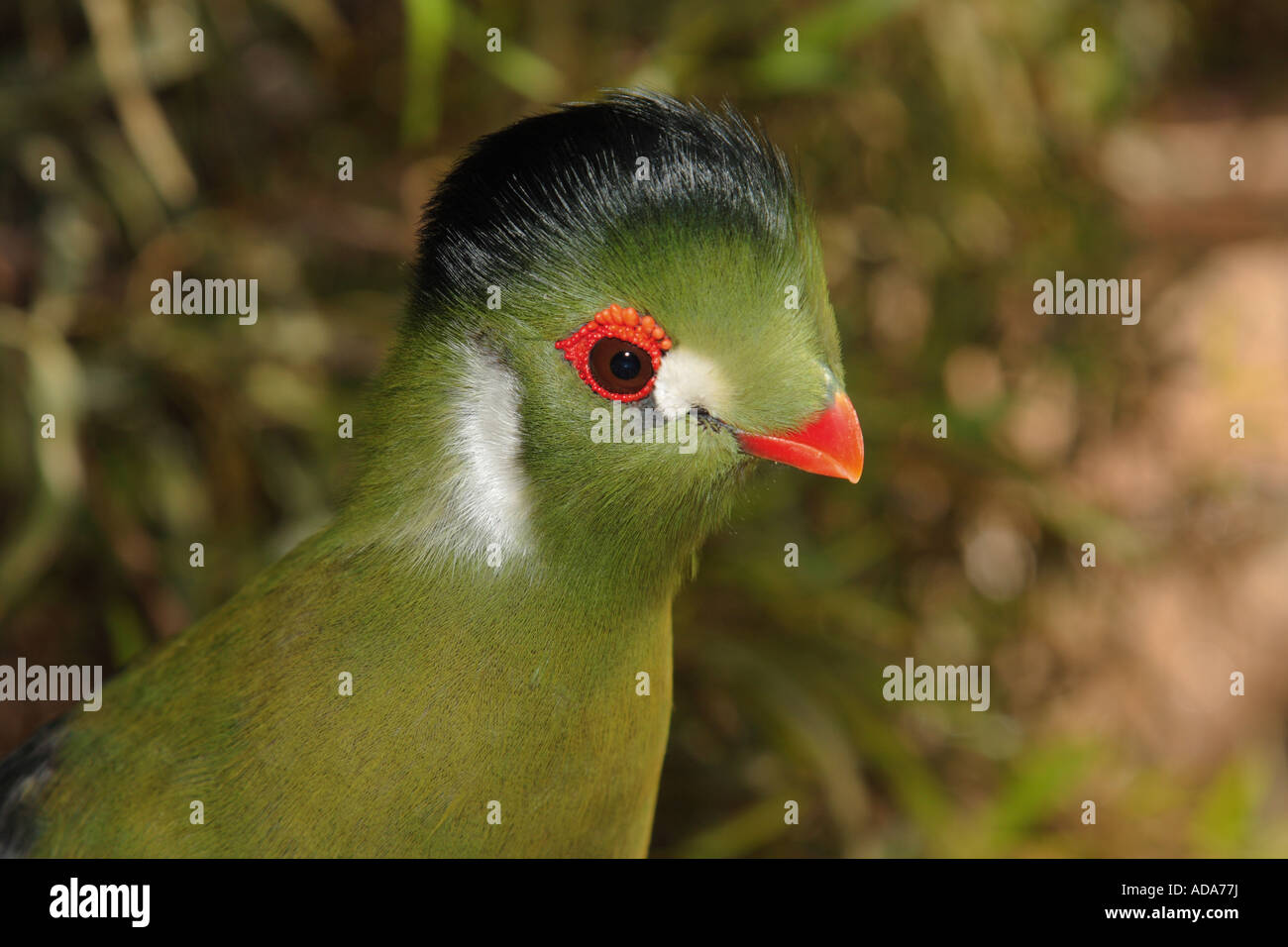 Tauraco persa hi-res stock photography and images - Alamy