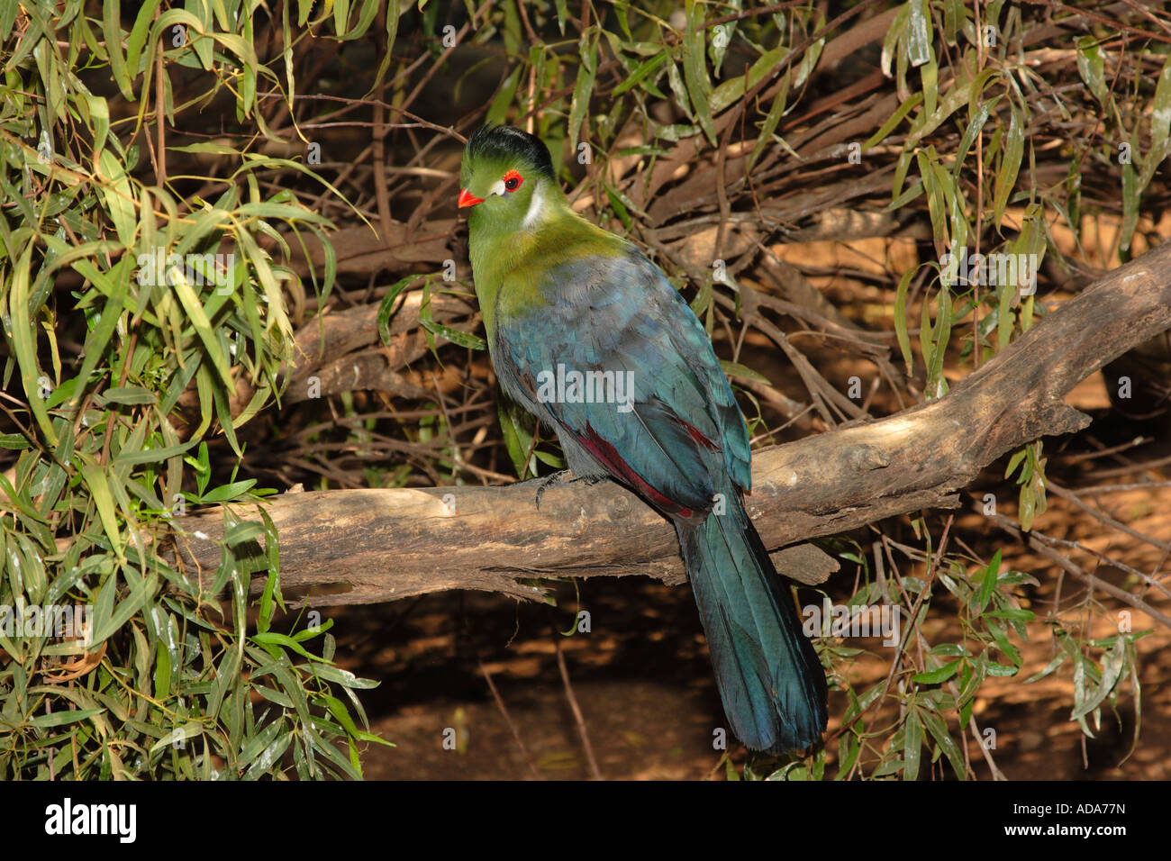 green turaco (Tauraco persa), sitting on a tree Stock Photo - Alamy