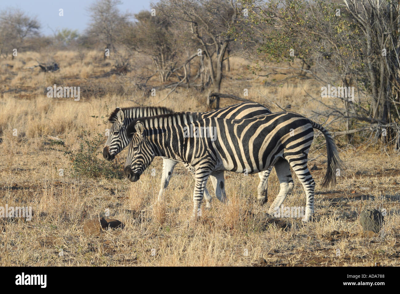 zebra group walking Stock Photo - Alamy