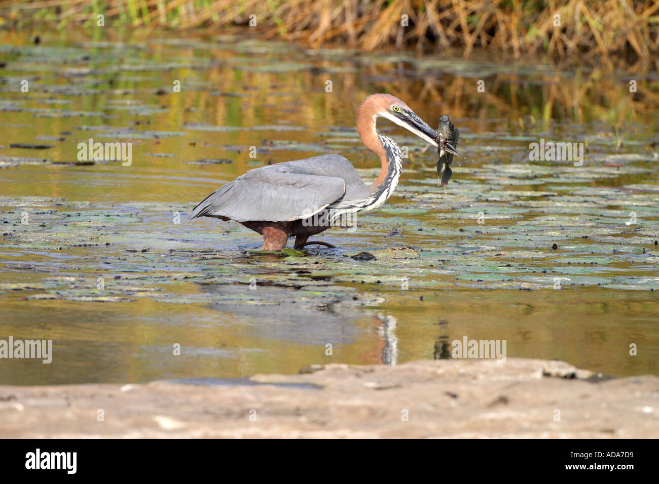 Goliath fish hi-res stock photography and images - Alamy