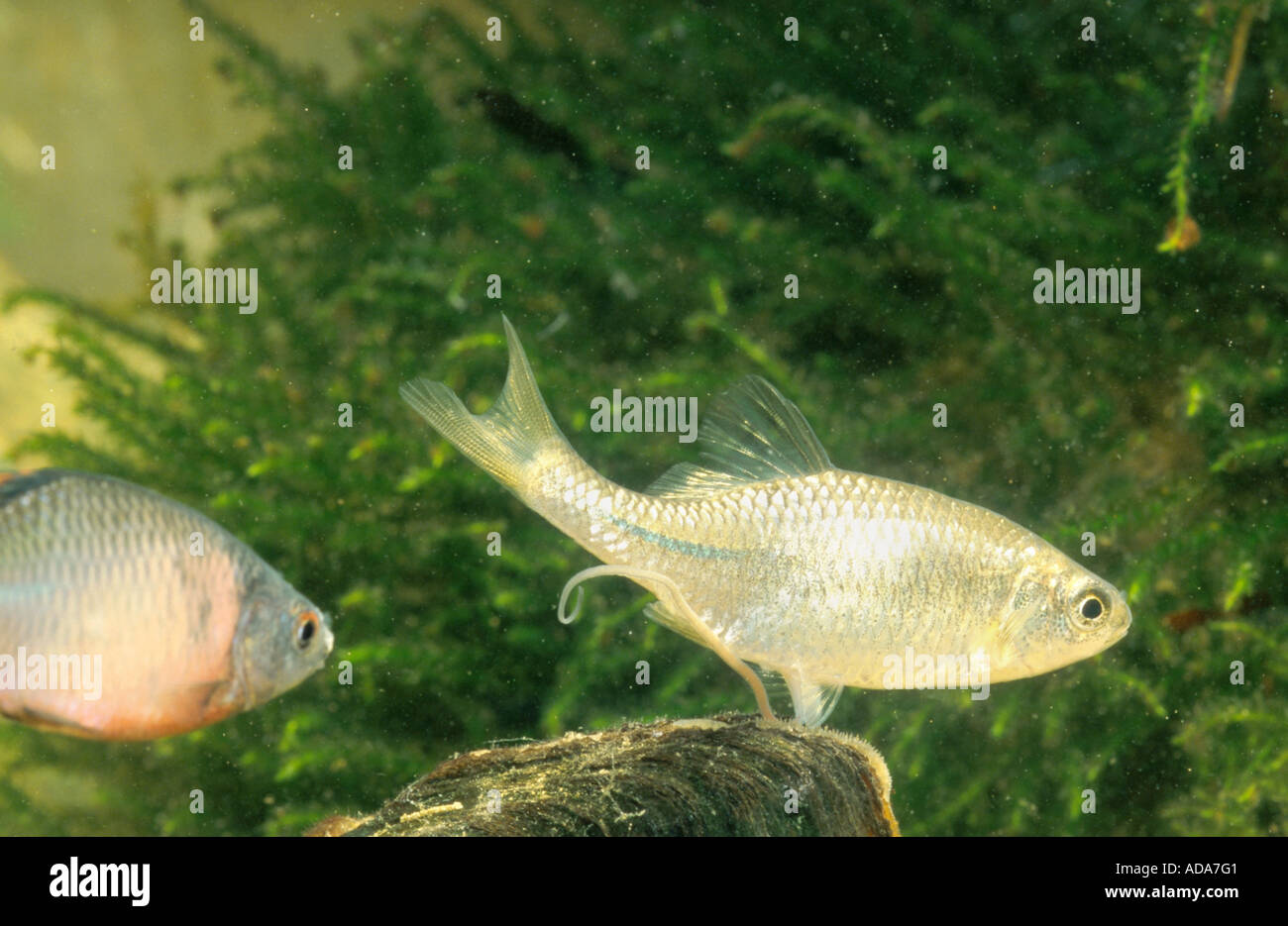 Scuttling hi-res stock photography and images - Alamy