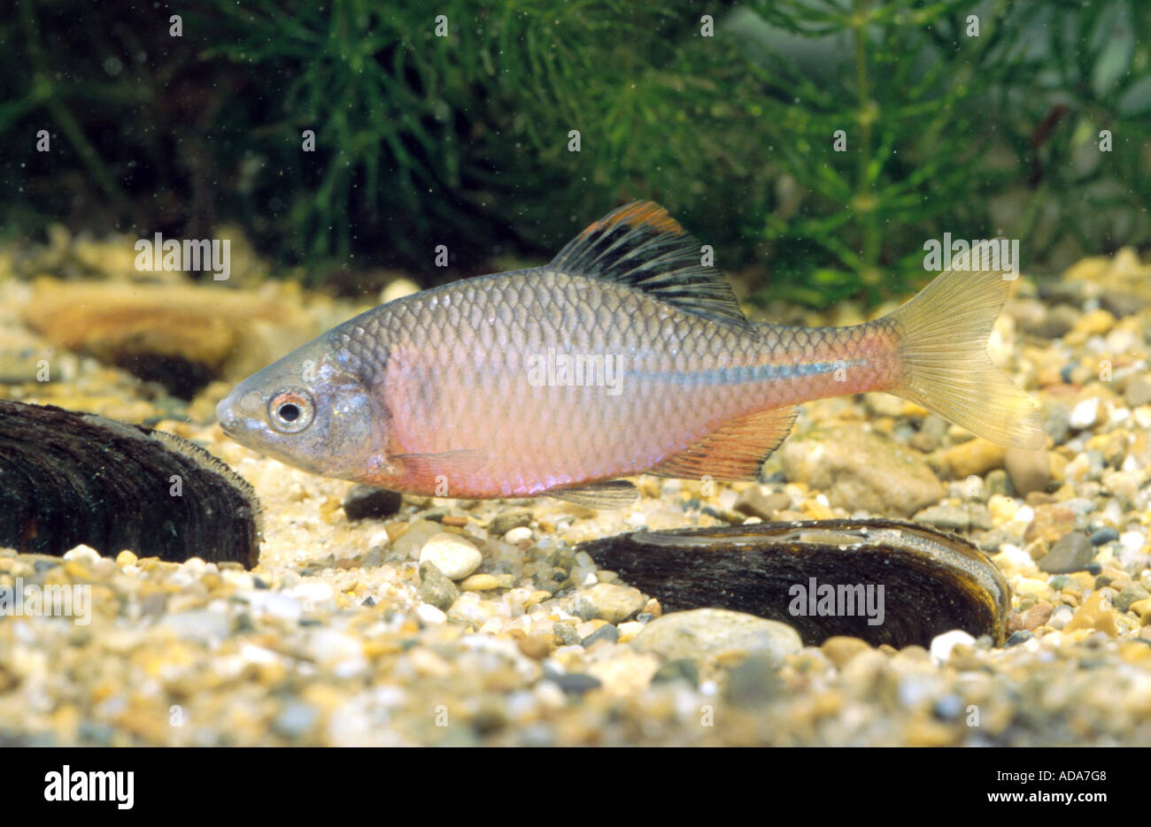 Bitterlings Stock Photos & Bitterlings Stock Images - Alamy