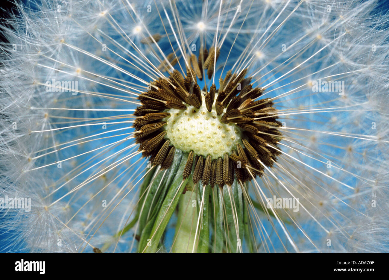 common dandelion (Taraxacum officinale), detail of seed ball, Germany ...