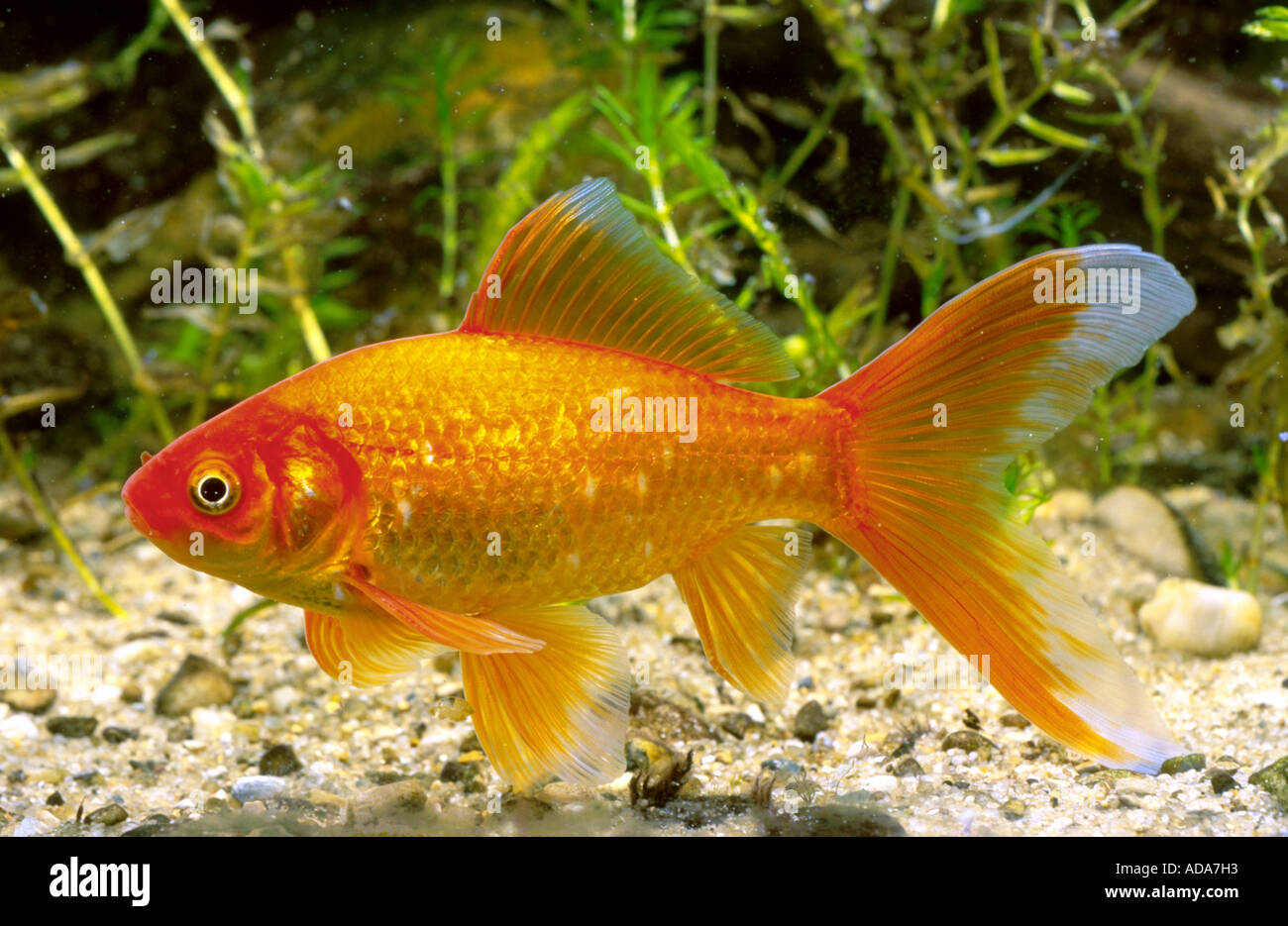 Common Goldfish In Tank